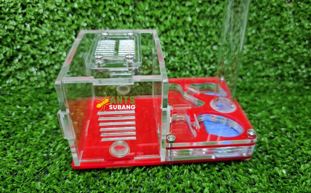 Ant Nest Starter Kit Type 1 + Ant Colony (Best Seller) - Ants-Subang.com