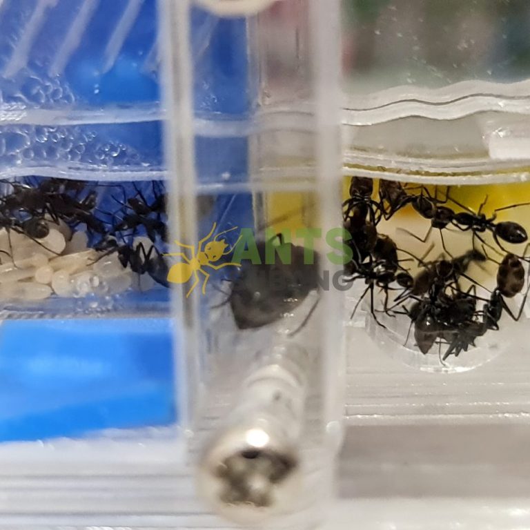 Ant Nest Starter Kit Type 2 + Ant Colony - Ants-Subang.com