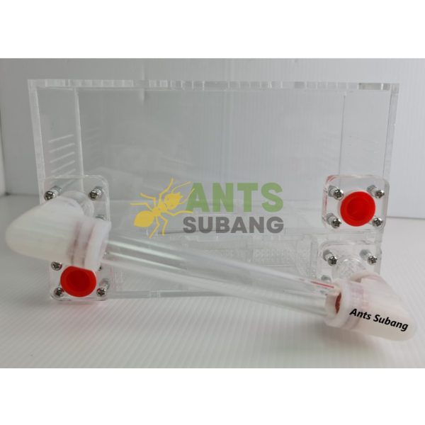 Online Ants Keeping Store - Buy Queen Ants, Ant Starter Kit Online