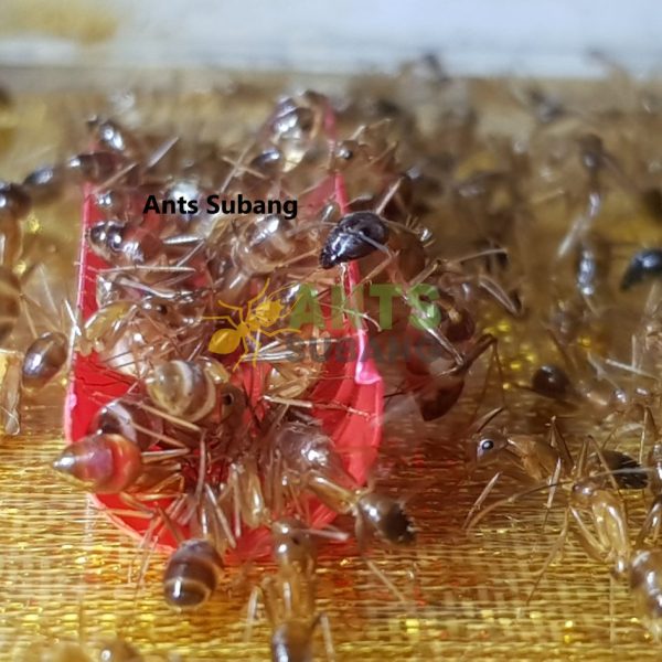 Super Protein Powder Ants Food 25ml - Ants-Subang.com