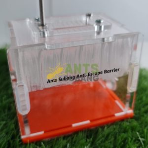 Online Ants Keeping Store - Buy Queen Ants, Ant Starter Kit Online