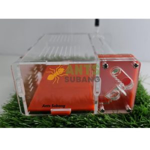 Online Ants Keeping Store - Buy Queen Ants, Ant Starter Kit Online