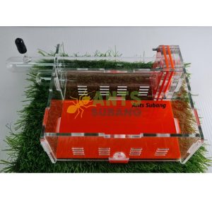 Online Ants Keeping Store - Buy Queen Ants, Ant Starter Kit Online