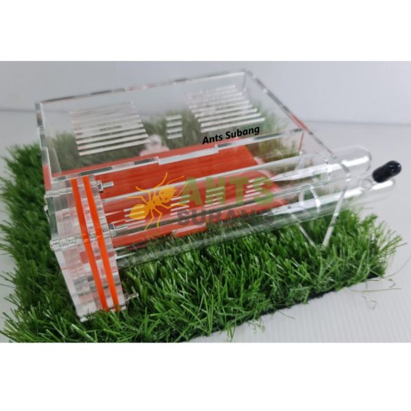 Ant Colony + Ant Nest Starter Kit Type 3 - Ants-Subang.com