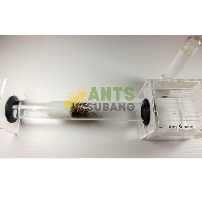 Ant Nest Starter Kit with Feeding Area + Ant Colony - Ants-Subang.com