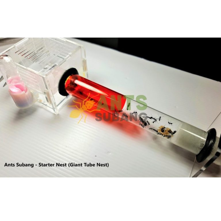 Ant Nest Starter Kit with Feeding Area + Ant Colony - Ants-Subang.com