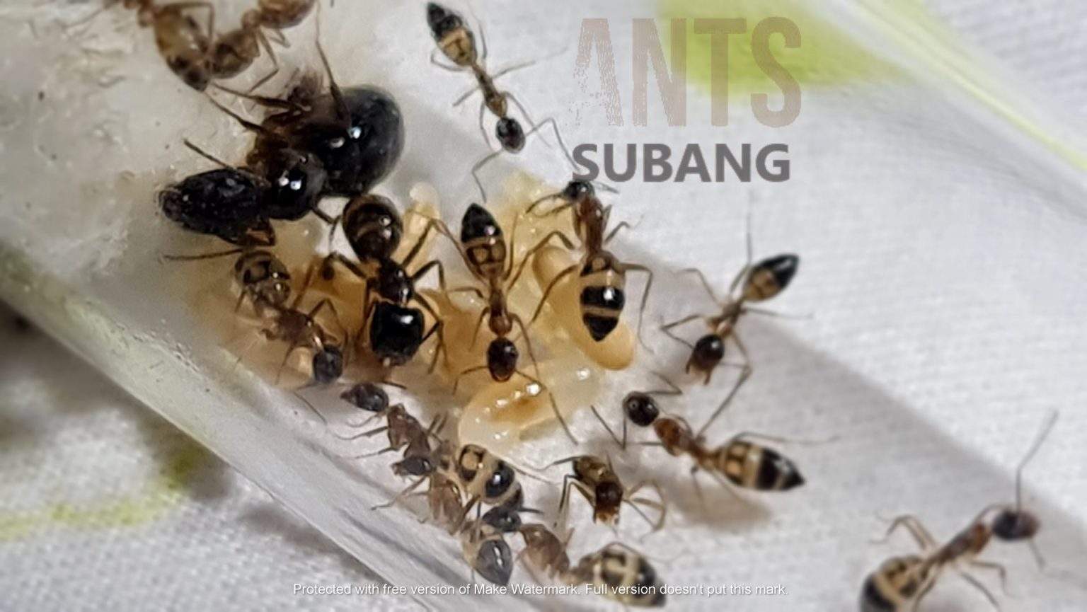 CAMPONOTUS ALBOSPARSUS (Sugar Ants) - Ants-Subang.com