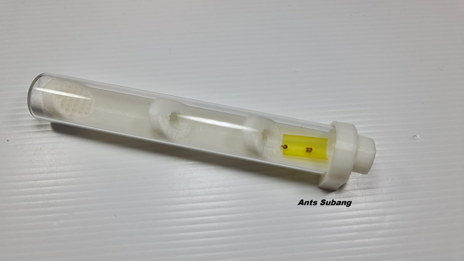 Glass Tube Ant Nest with 3D Printed Interior for Founding Colony - Ants ...