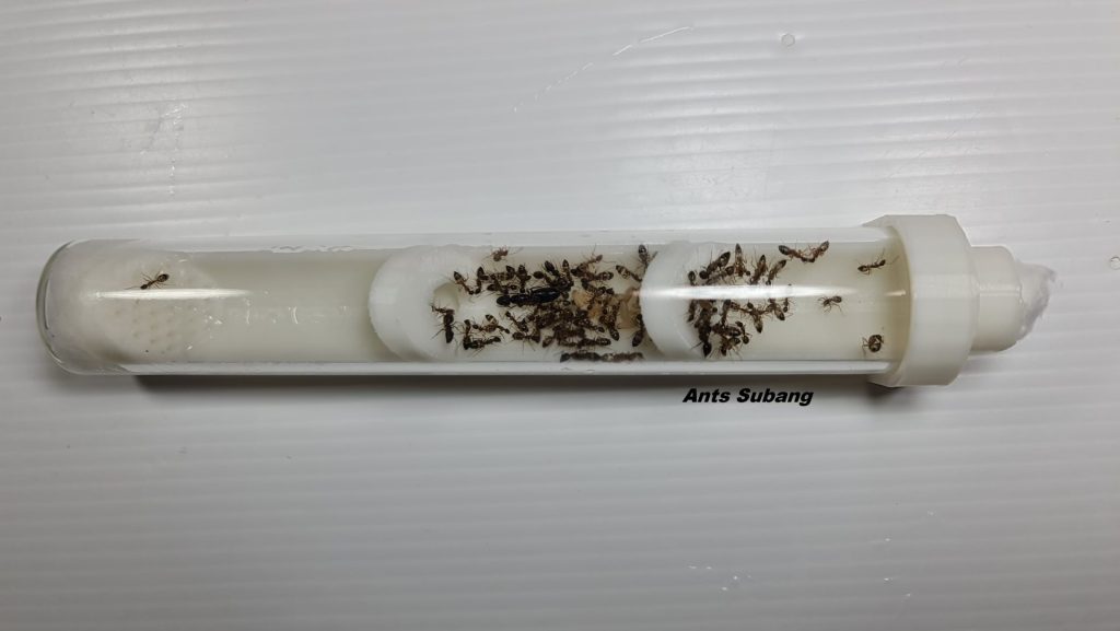 Glass Tube Ant Nest with 3D Printed Interior for Founding Colony - Ants ...