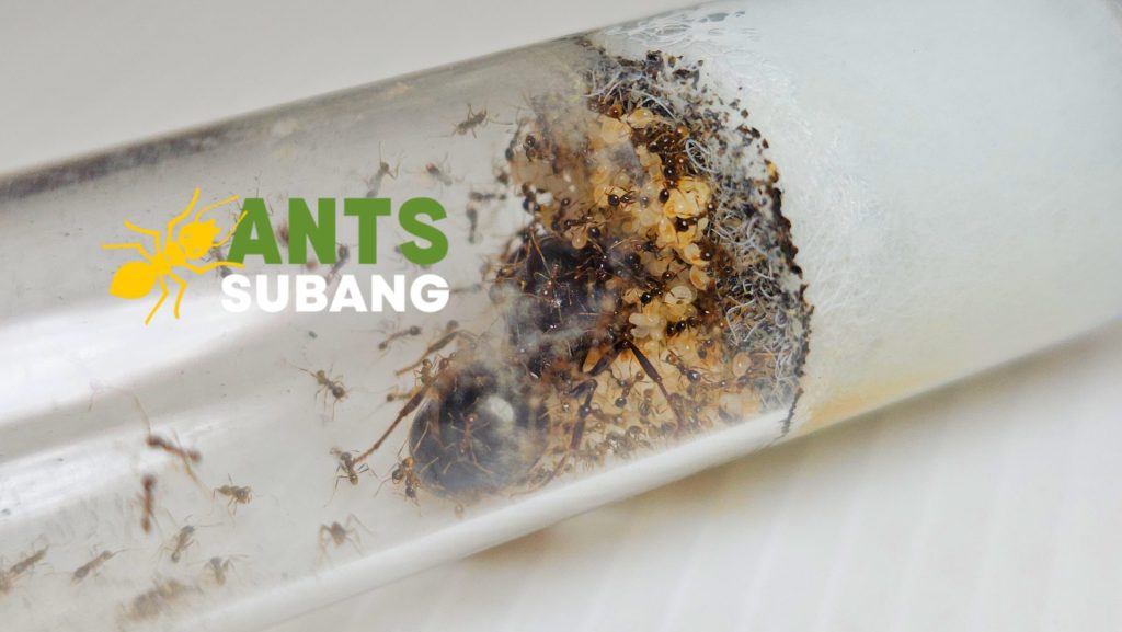 CAREBARA DIVERSA (Asian Marauder Ant) - Ants-Subang.com