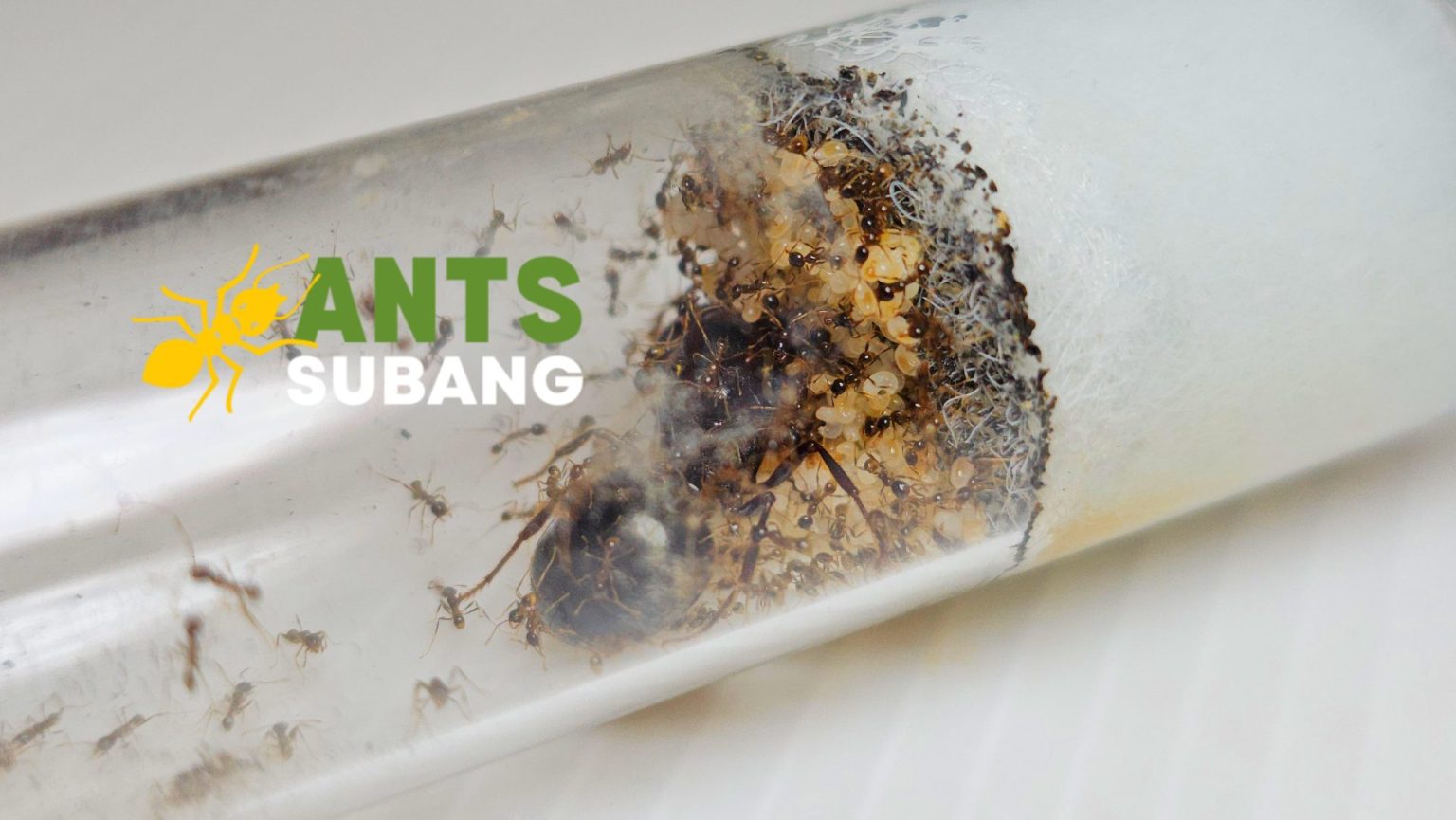 CAREBARA DIVERSA (Asian Marauder Ant) - Ants-Subang.com