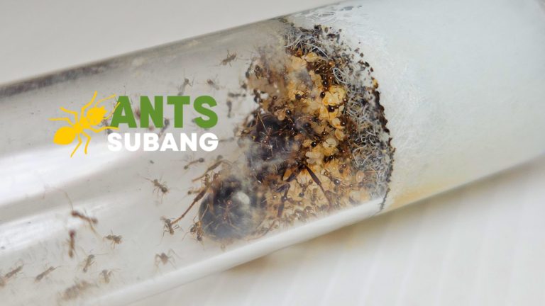 CAREBARA DIVERSA (Asian Marauder Ant) - Ants-Subang.com
