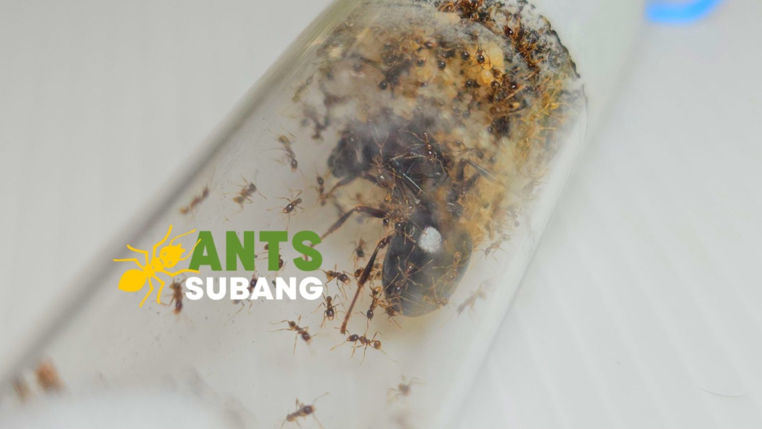 CAREBARA DIVERSA (Asian Marauder Ant) - Ants-Subang.com