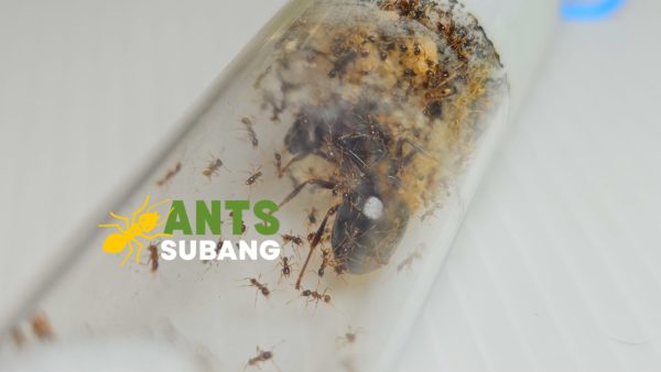 CAREBARA DIVERSA (Asian Marauder Ant) - Ants-Subang.com