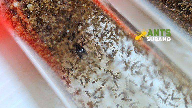 CAREBARA DIVERSA (Asian Marauder Ant) - Ants-Subang.com