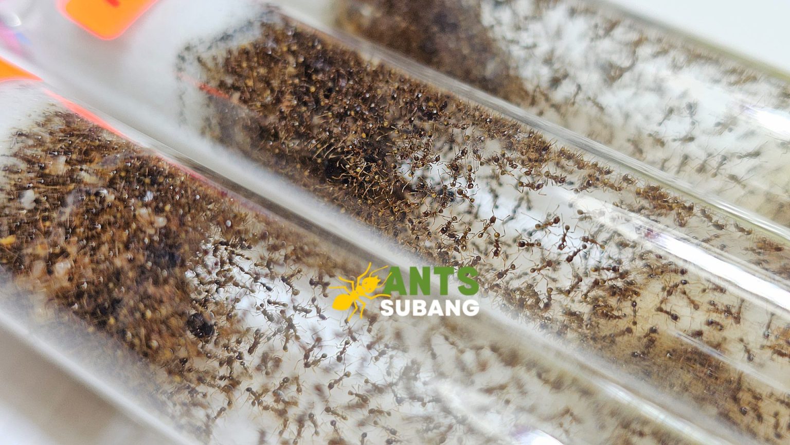 CAREBARA DIVERSA (Asian Marauder Ant) - Ants-Subang.com