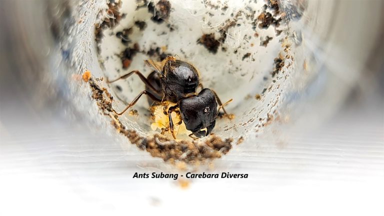 CAREBARA DIVERSA (Asian Marauder Ant) - Ants-Subang.com