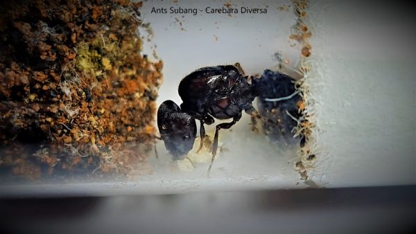 CAREBARA DIVERSA (Asian Marauder Ant) - Ants-Subang.com