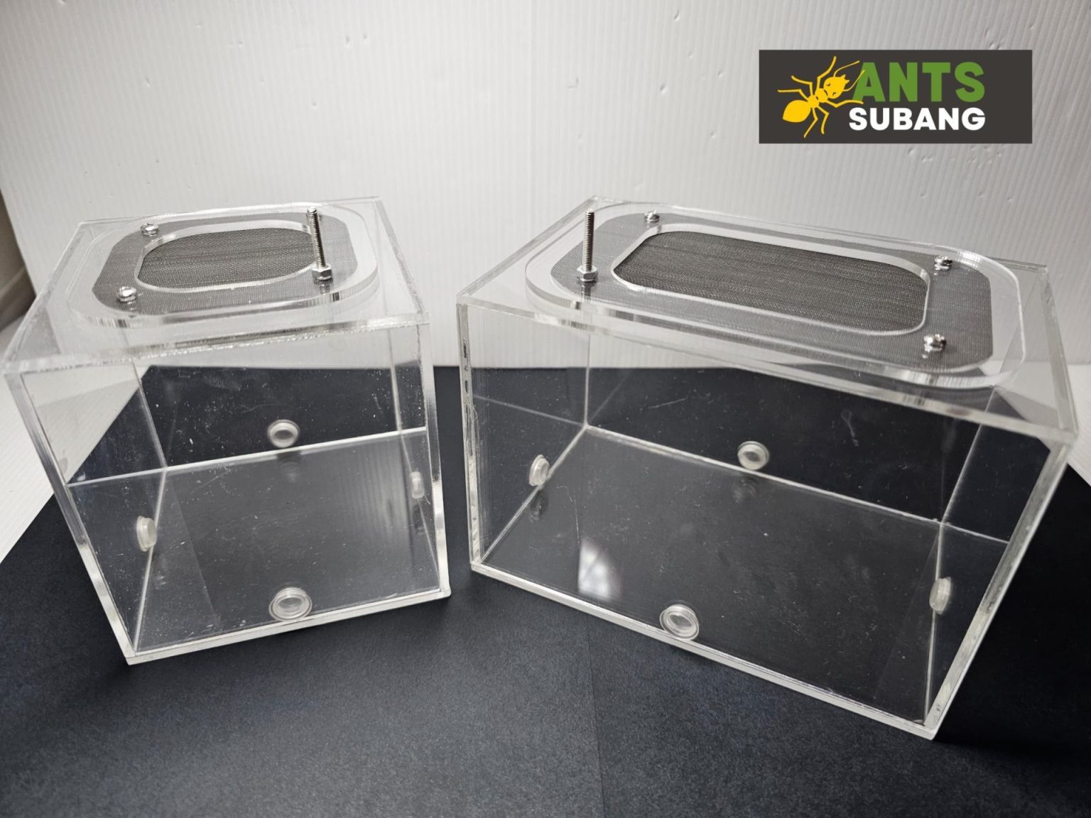 Outworld Arena Nest + Ant Colony - Ants-Subang.com