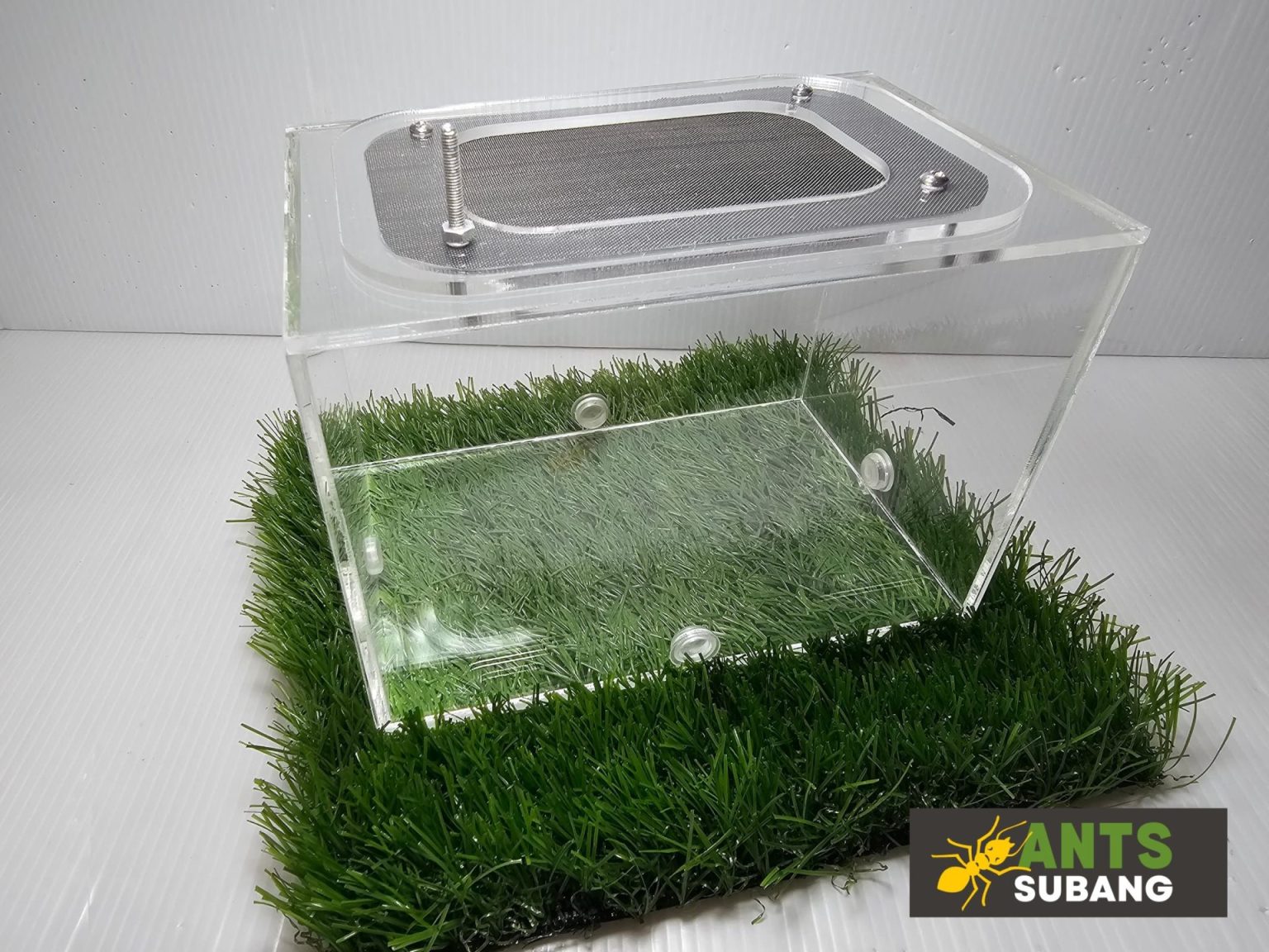 Outworld Arena Nest + Ant Colony - Ants-Subang.com