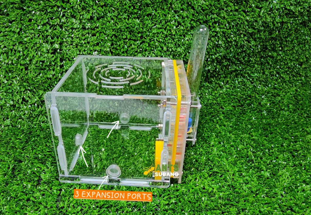 Ant Nest Starter Kit Type 9 + Ant Colony (Upright Acrylic Nest) - Ants ...