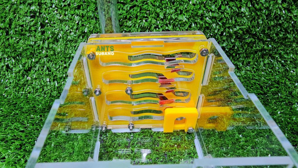 Ant Nest Starter Kit Type 9 + Ant Colony (Upright Acrylic Nest) - Ants ...
