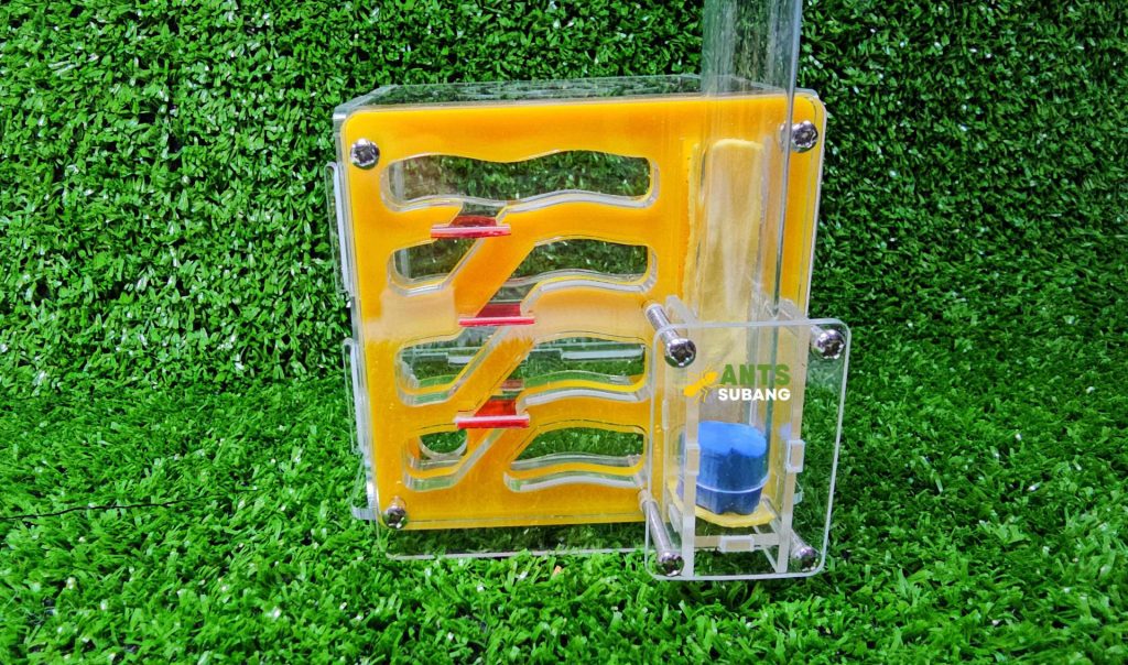 Ant Nest Starter Kit + Ant Colony Type 9 (Upright Acrylic Nest) - Ants ...