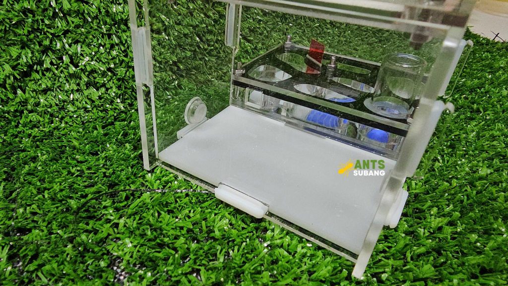 Ant Nest Starter Kit Type 11 + Ant Colony (Top View Flat Nest) - Ants ...