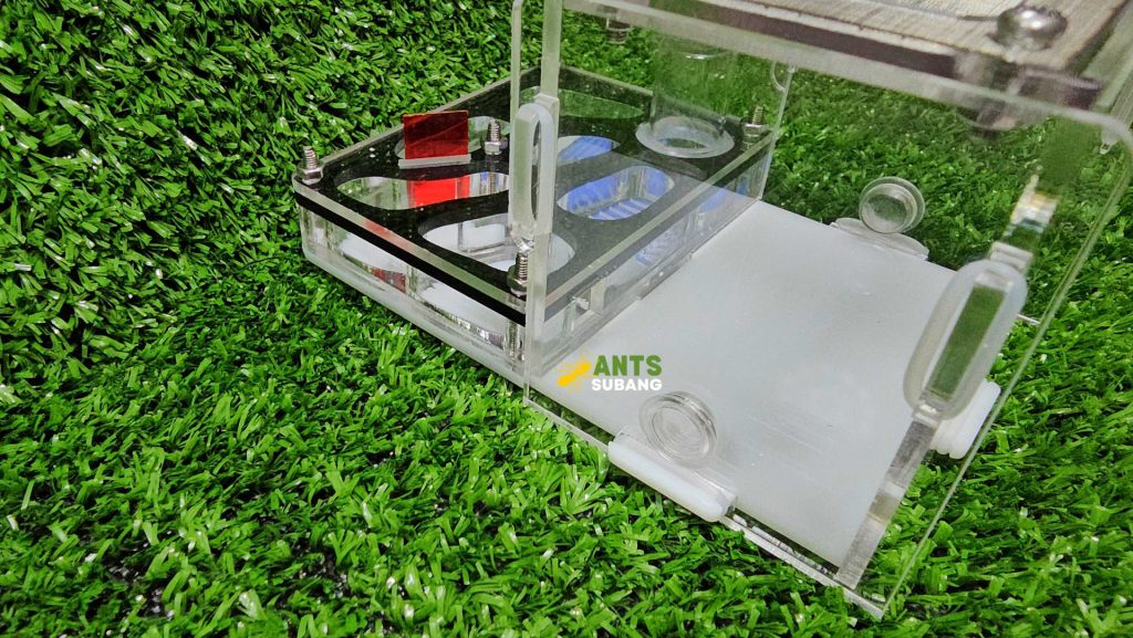 Ant Nest Starter Kit Type 11 + Ant Colony (Top View Flat Nest) - Ants ...