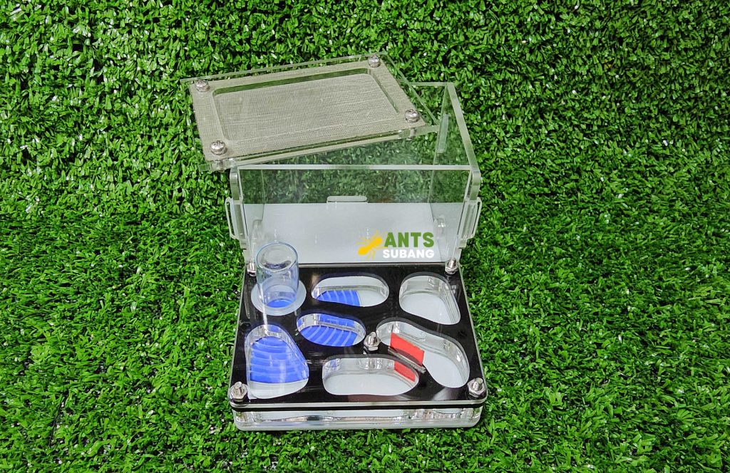 Ant Nest Starter Kit Type 11 + Ant Colony (Top View Flat Nest) - Ants ...