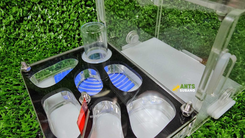 Ant Nest Starter Kit + Ant Colony Type 11 (Top View Flat Nest) - Ants ...