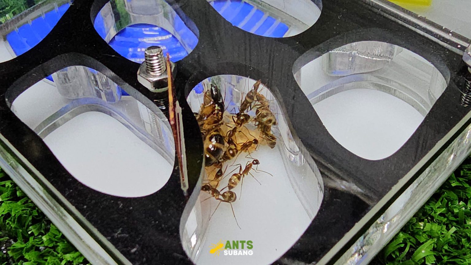 Ant Nest Starter Kit Type 11 + Ant Colony (Top View Flat Nest) - Ants ...