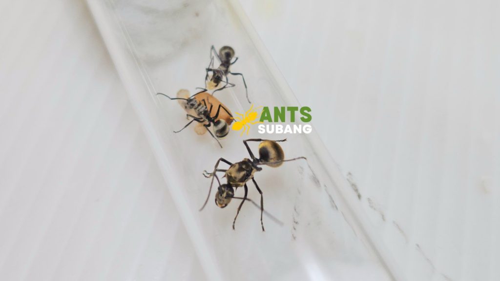 POLYRHACHIS BECCARII (Golden Spiny Ant) (Limited Stock Item) - Ants ...