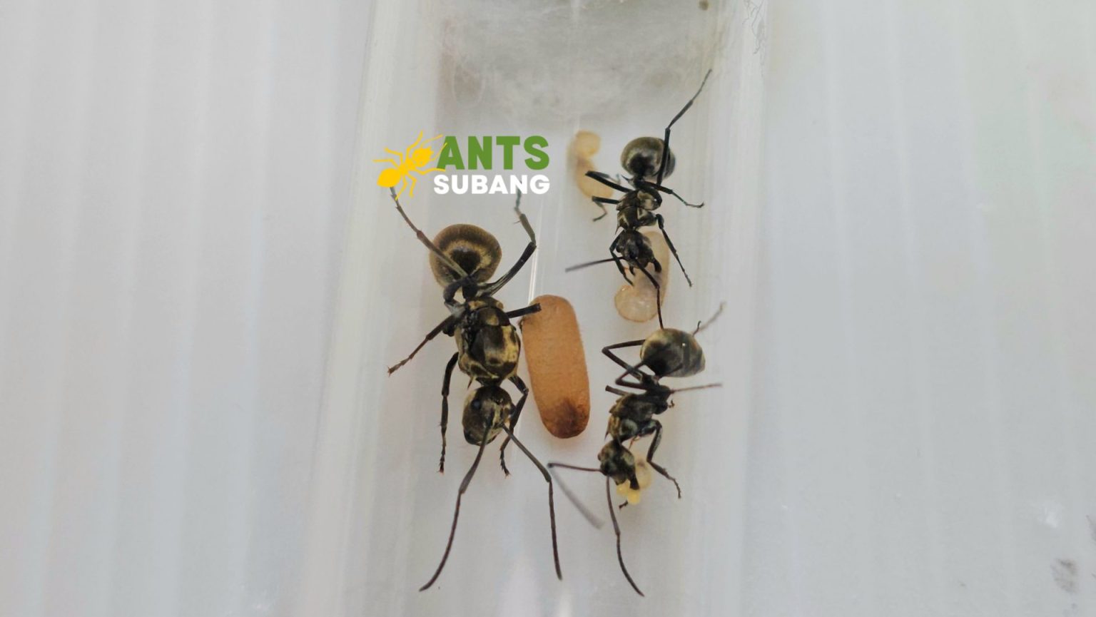POLYRHACHIS BECCARII (Golden Spiny Ant) (Limited Stock Item) - Ants ...